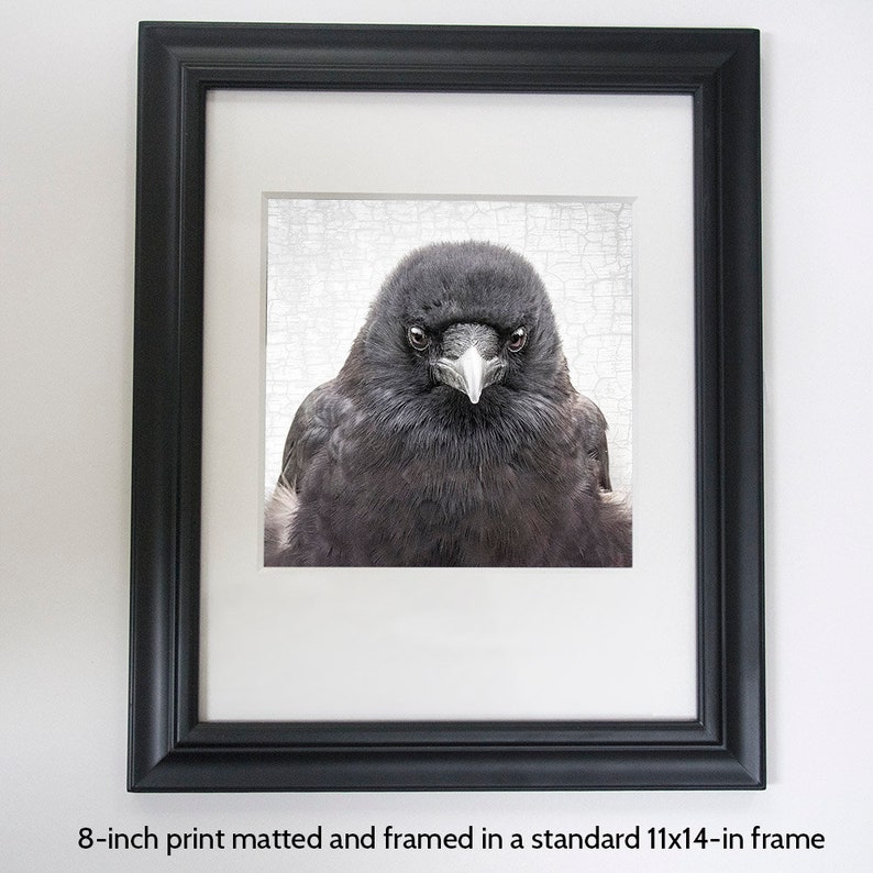 Understanding Crow With Antique Silvery Grey Texture Romantic - Etsy