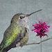 PHILOSOPHER CROW Signed Fine Art Photograph by June Hunter, Crow ...