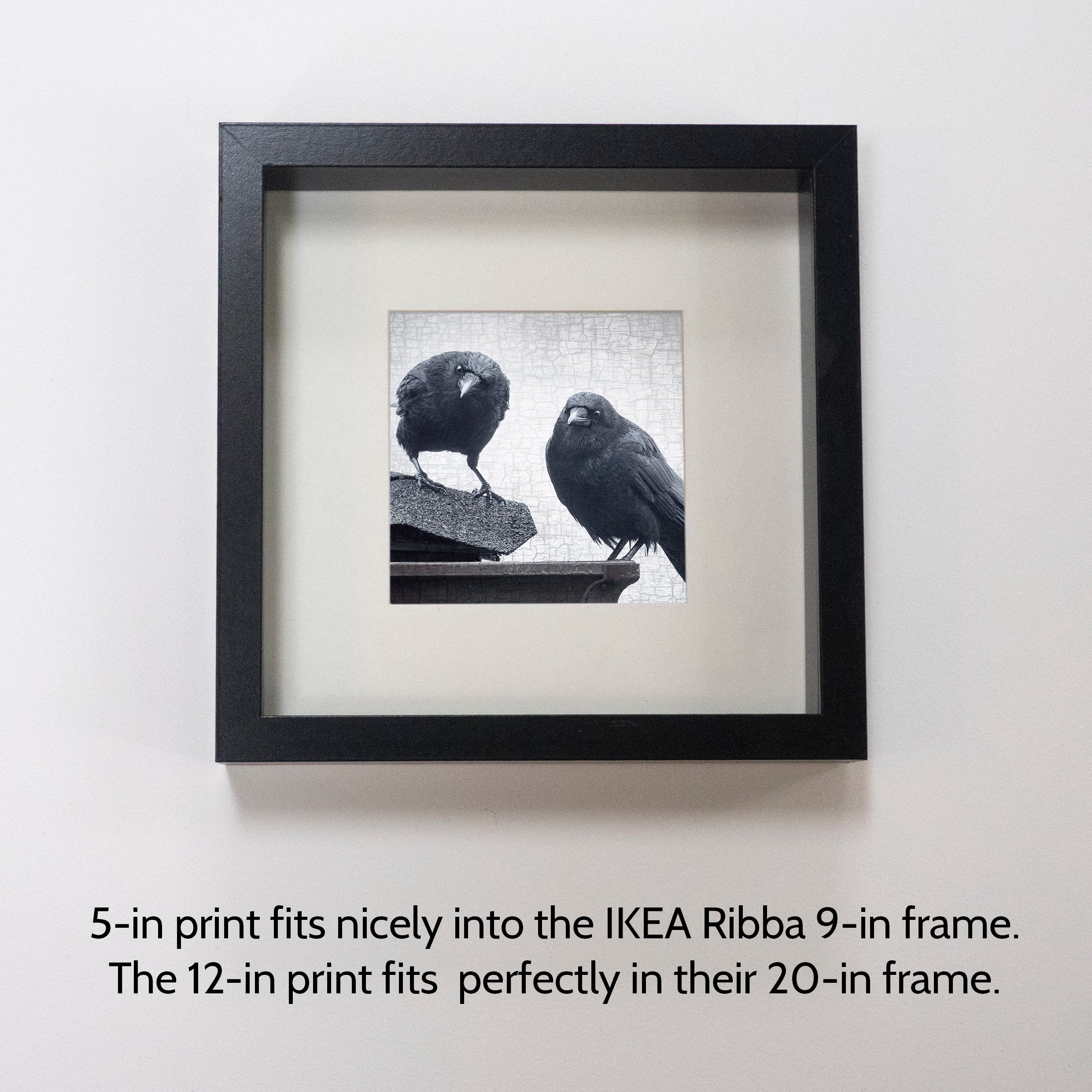 Judgmental Crows Fine Art Photograph, Signed Bird Print - Etsy