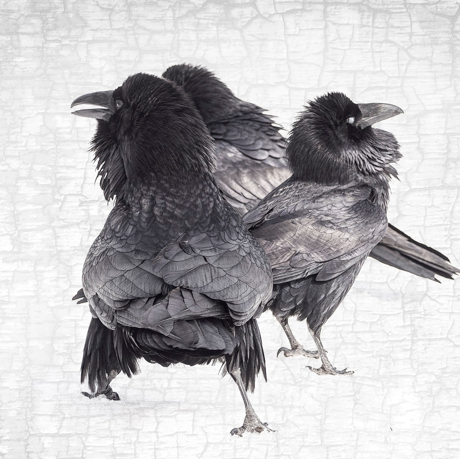 Raven Dance Part Two Signed Fine Art Photograph by June - Etsy