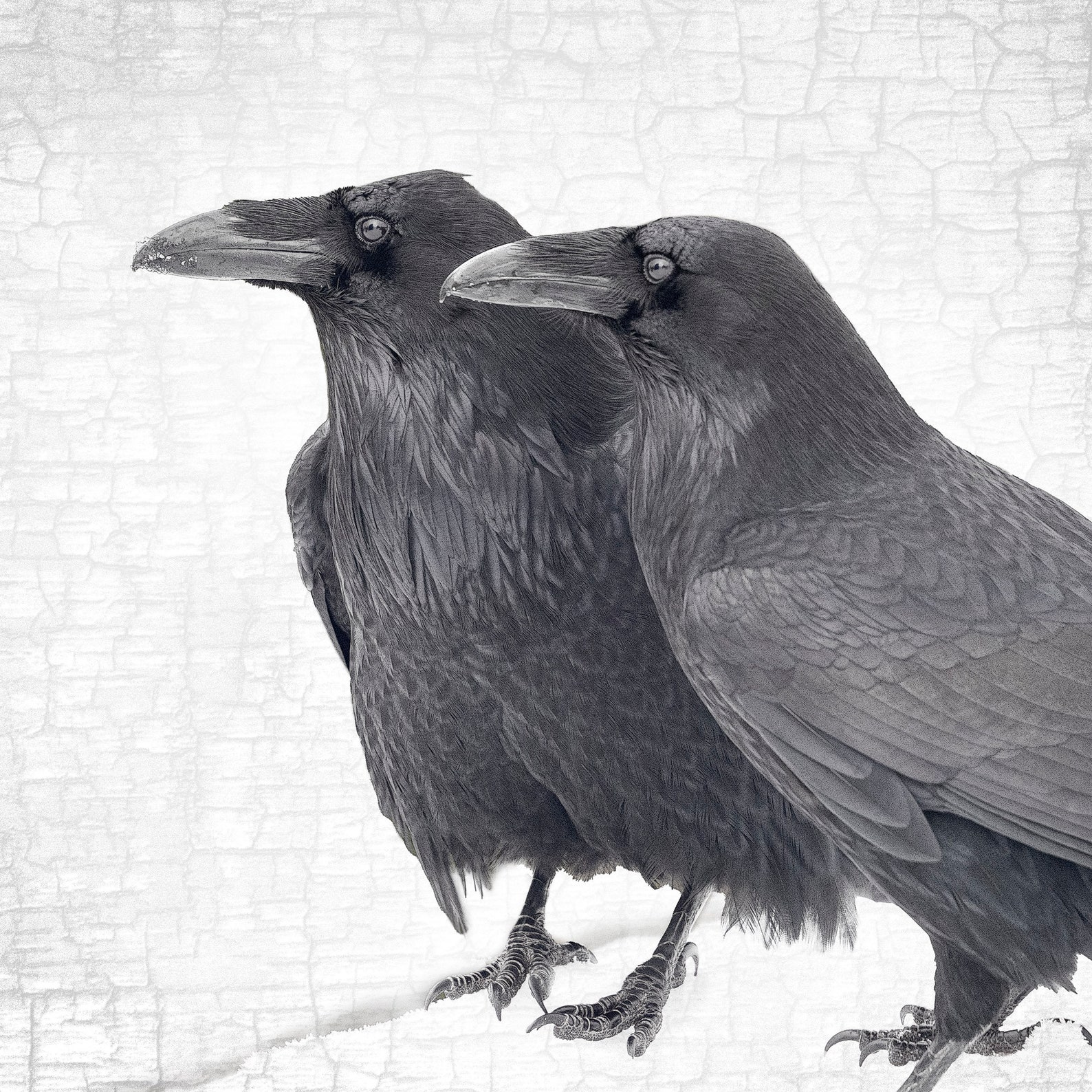Raven Couple Signed Fine Art Photograph by June Hunter - Etsy