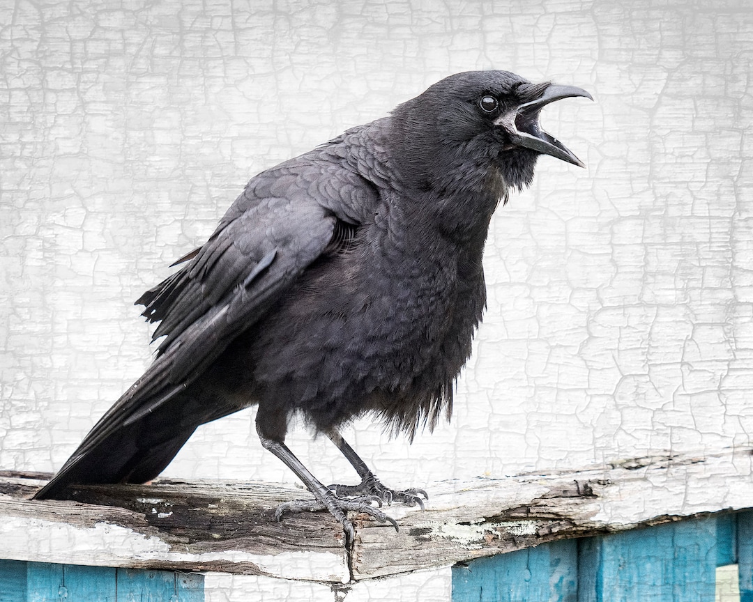 Local News - Signed Fine Art Photograph by June Hunter, Crow Portrait ...