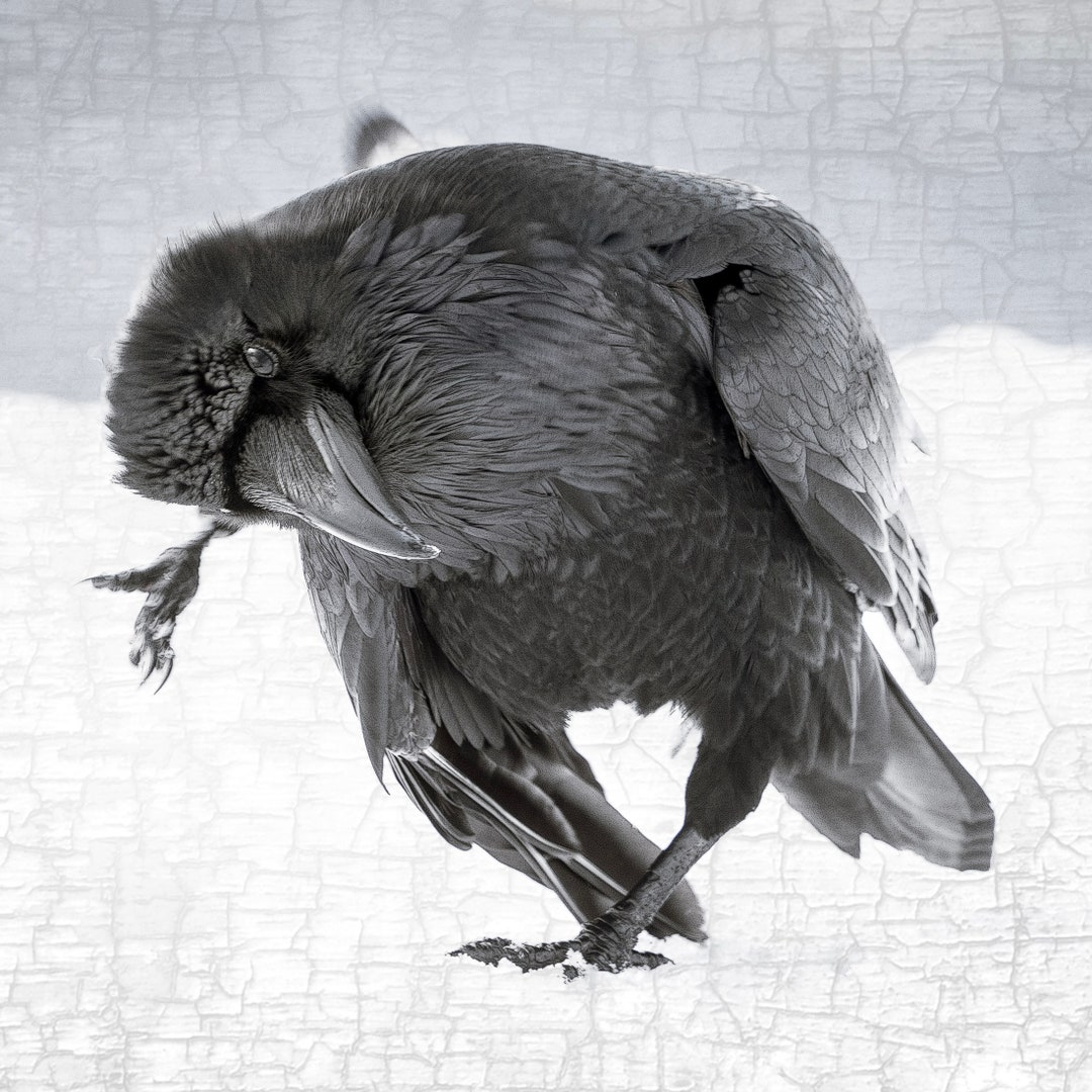 RAVEN DANCE - Signed Fine Art Photograph by June Hunter, Raven Portait ...