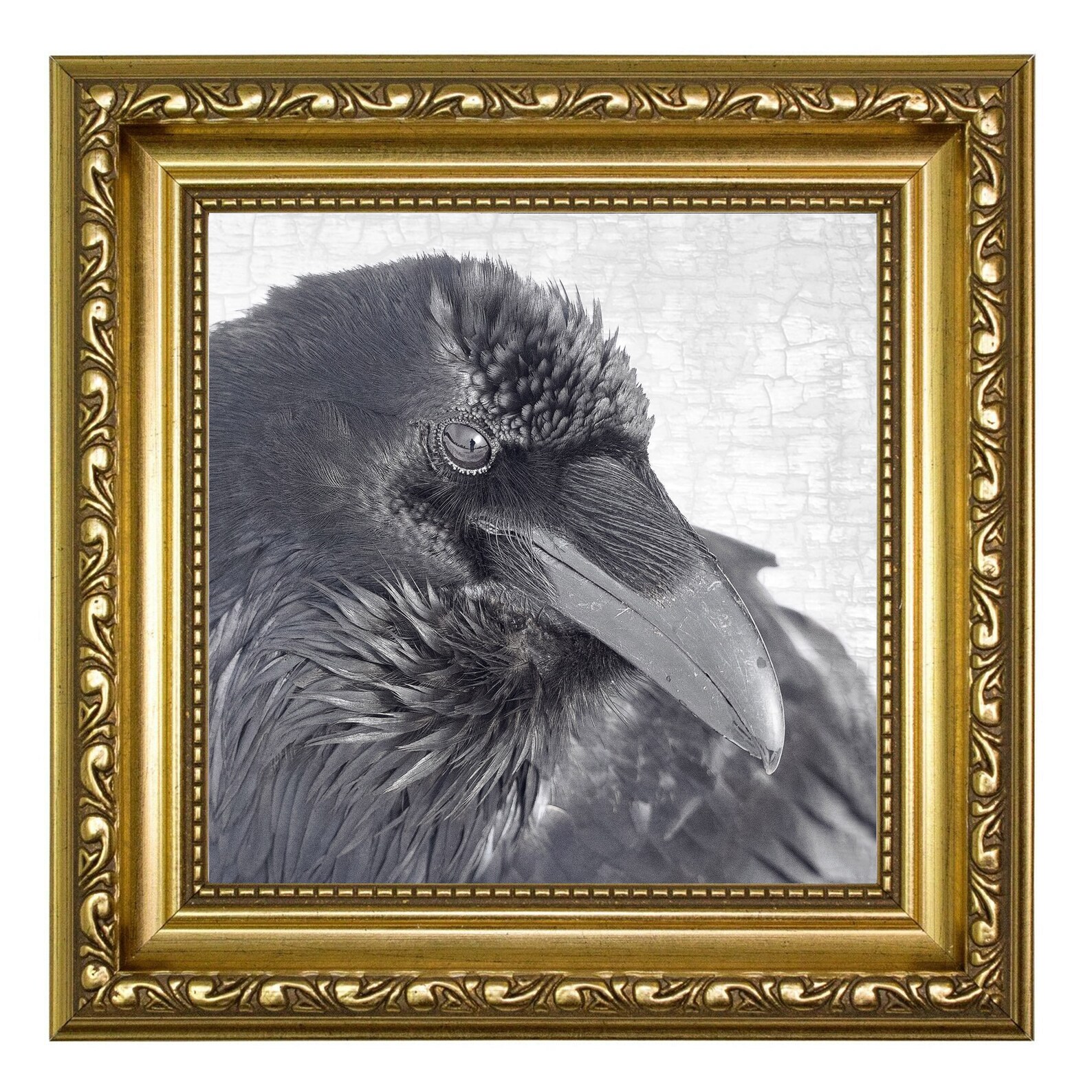 Raven Thoughts Signed Fine Art Photograph by June Hunter | Etsy