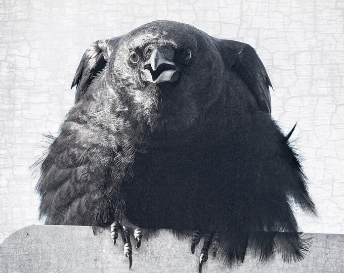 junehunter | Etsy Canada