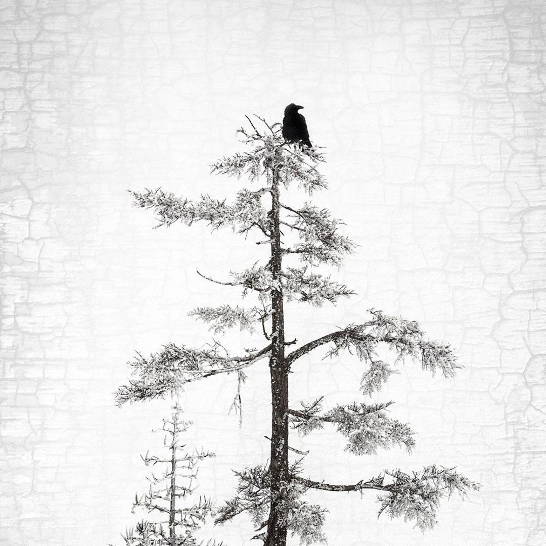 Raven Peace, A Single Raven in the Top of a Tree Signed Fine Art ...
