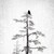 PHILOSOPHER CROW Signed Fine Art Photograph by June Hunter, Crow ...