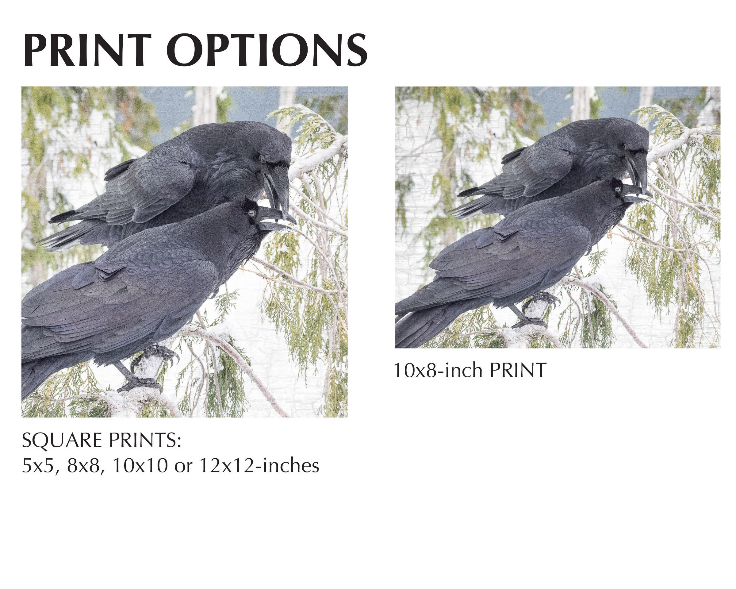 RAVEN KISSES — Signed Fine Art Photograph by June Hunter, Raven ...