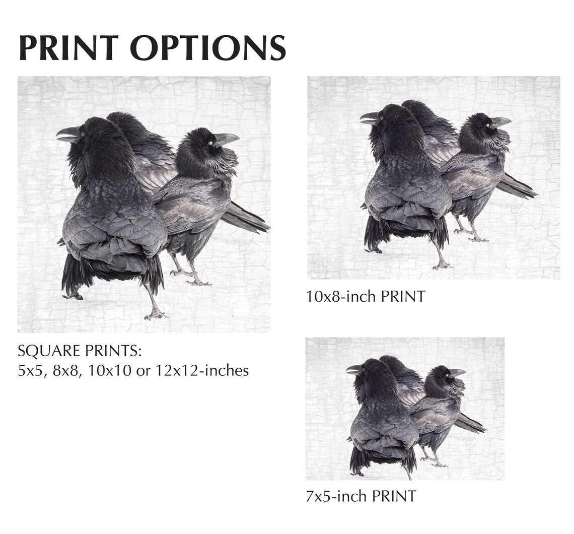 Raven Dance Part Two Signed Fine Art Photograph by June - Etsy