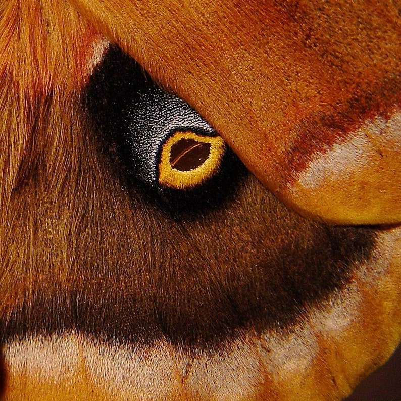 MOTH WING Notecards Set of 6 - Etsy