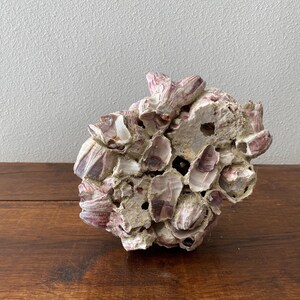 Vintage Oval Piece of Pink Barnacle Coral - Etsy