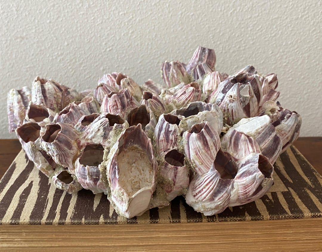 Pink Barnacle Coral Beach Decor Natural Decor Element - Etsy