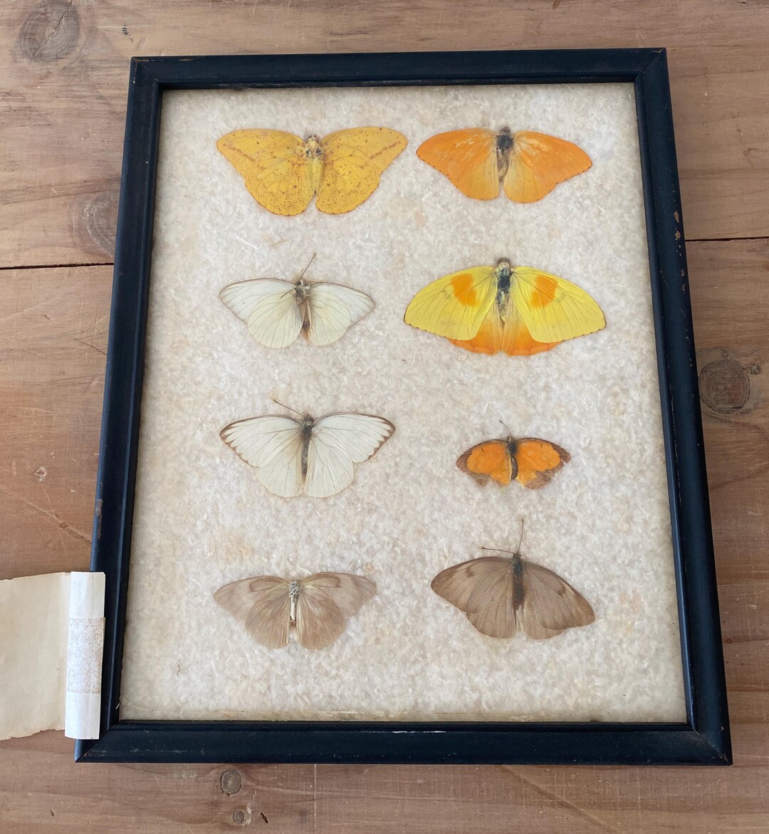Vintage Butterfly Specimen Collection of 8 Sulpher Type Framed and ...