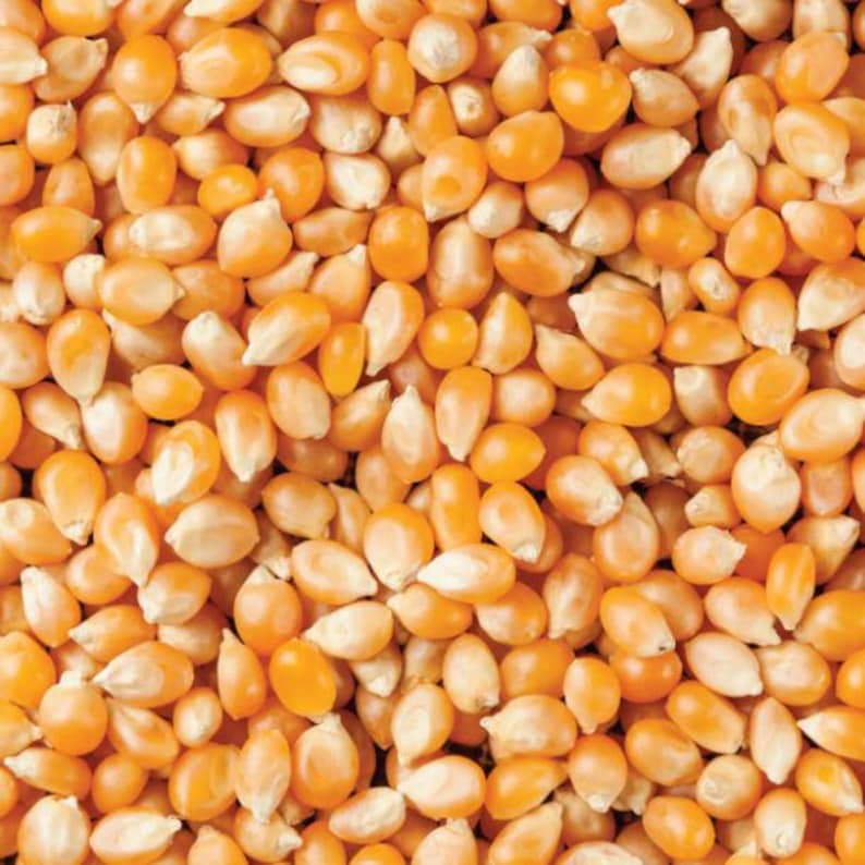 Popcorn Kernels Seeds Popping Corn - 1kg 2kg 5kg 10kg 20kg 30kg 40kg ...