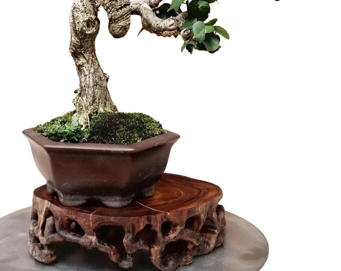 Handcrafted Teak Wood Bonsai Stand: Root Carved Zen Decor - Etsy