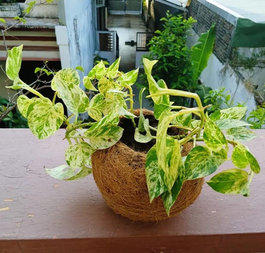 Handmade Coconut Fiber Pot: Eco-friendly Kokedama Planter - Etsy