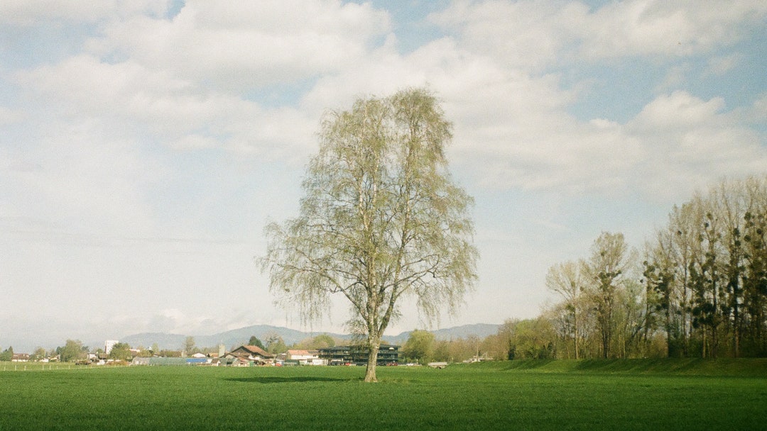 DESKTOP Analog Tree Wallpaper 4K - Etsy