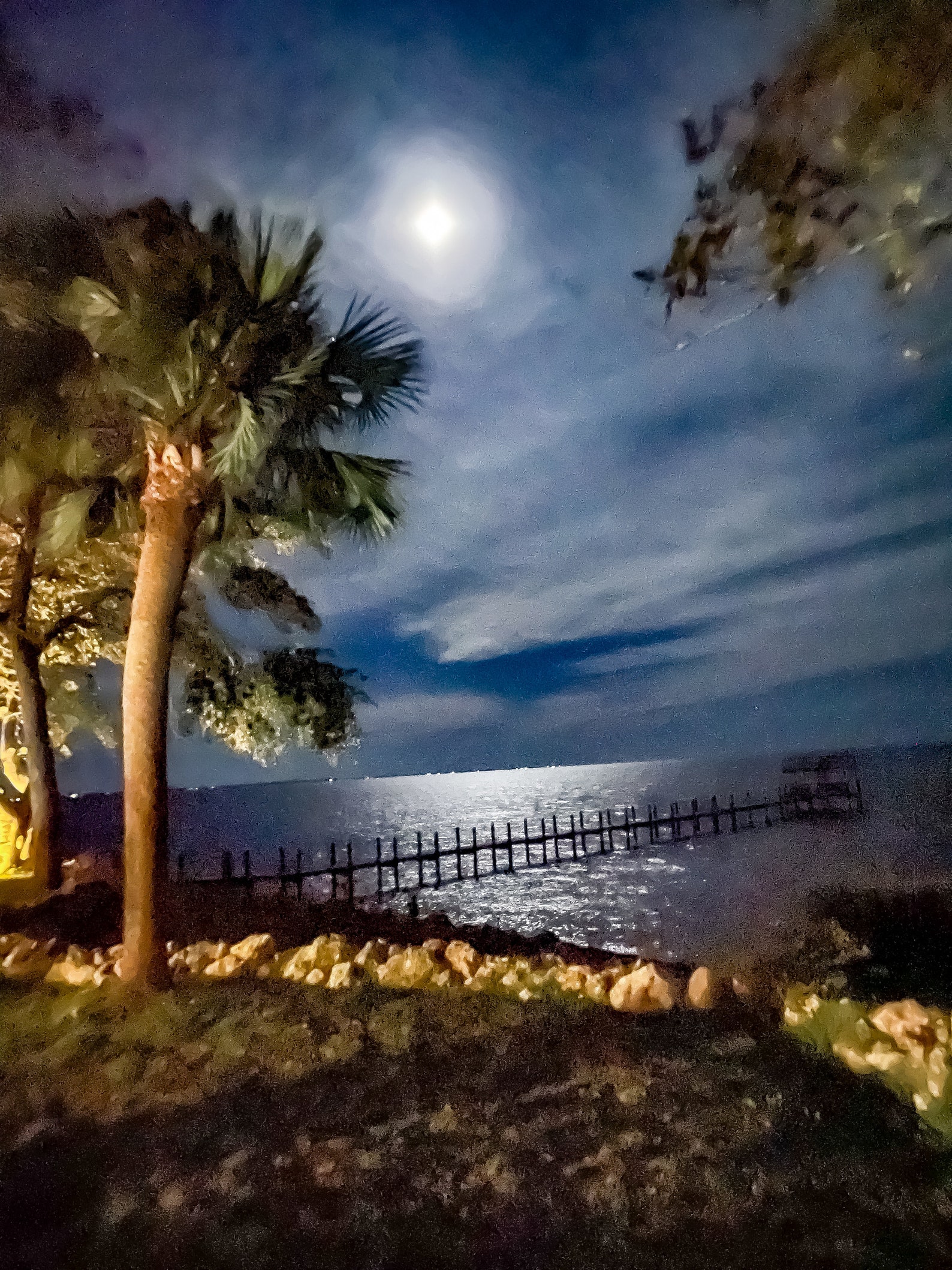 Moonlight and Palm Trees - Etsy