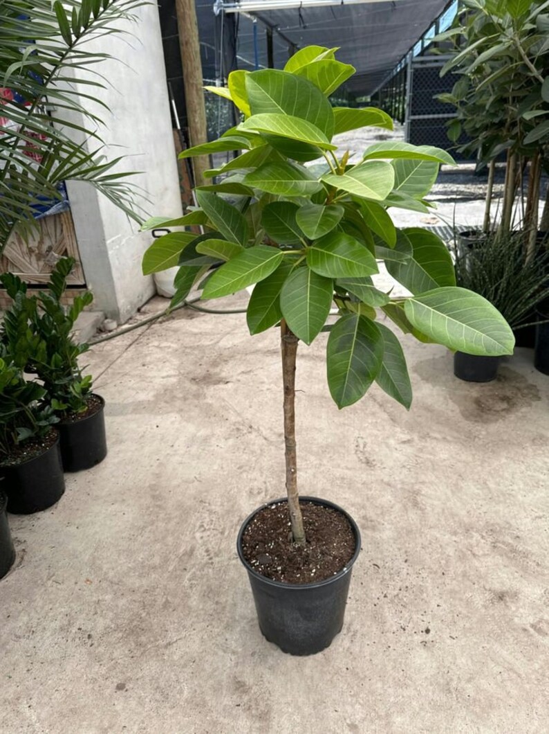 Ficus Altissima Tree Form 'standard' 5 Feet Overal Height 10' Grower ...