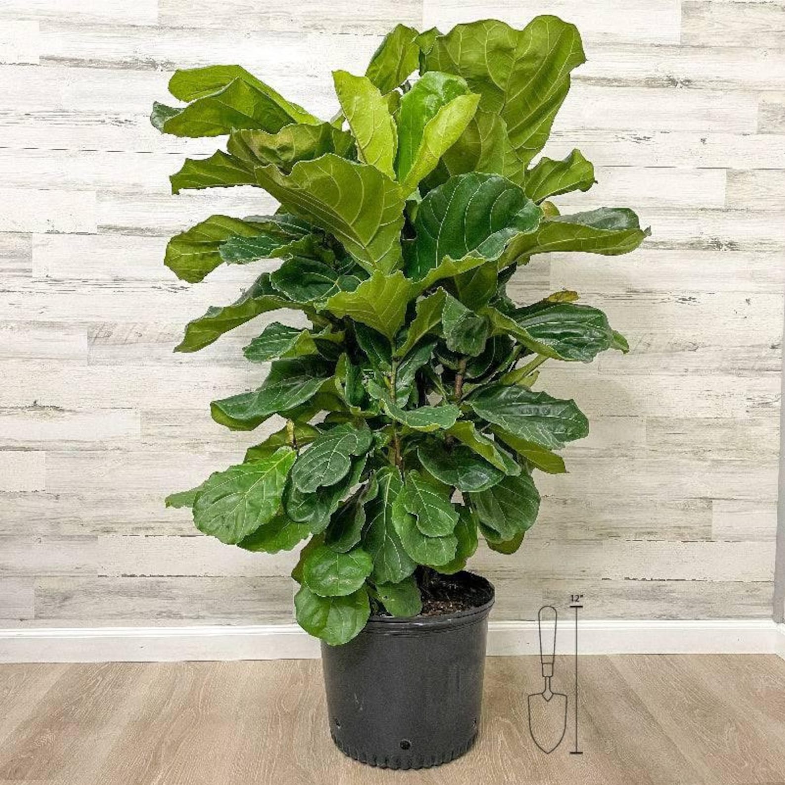 Ficus Lyrata Bush 5 Feet Tall 10 Grower Pot Included Modern Indoor Live ...
