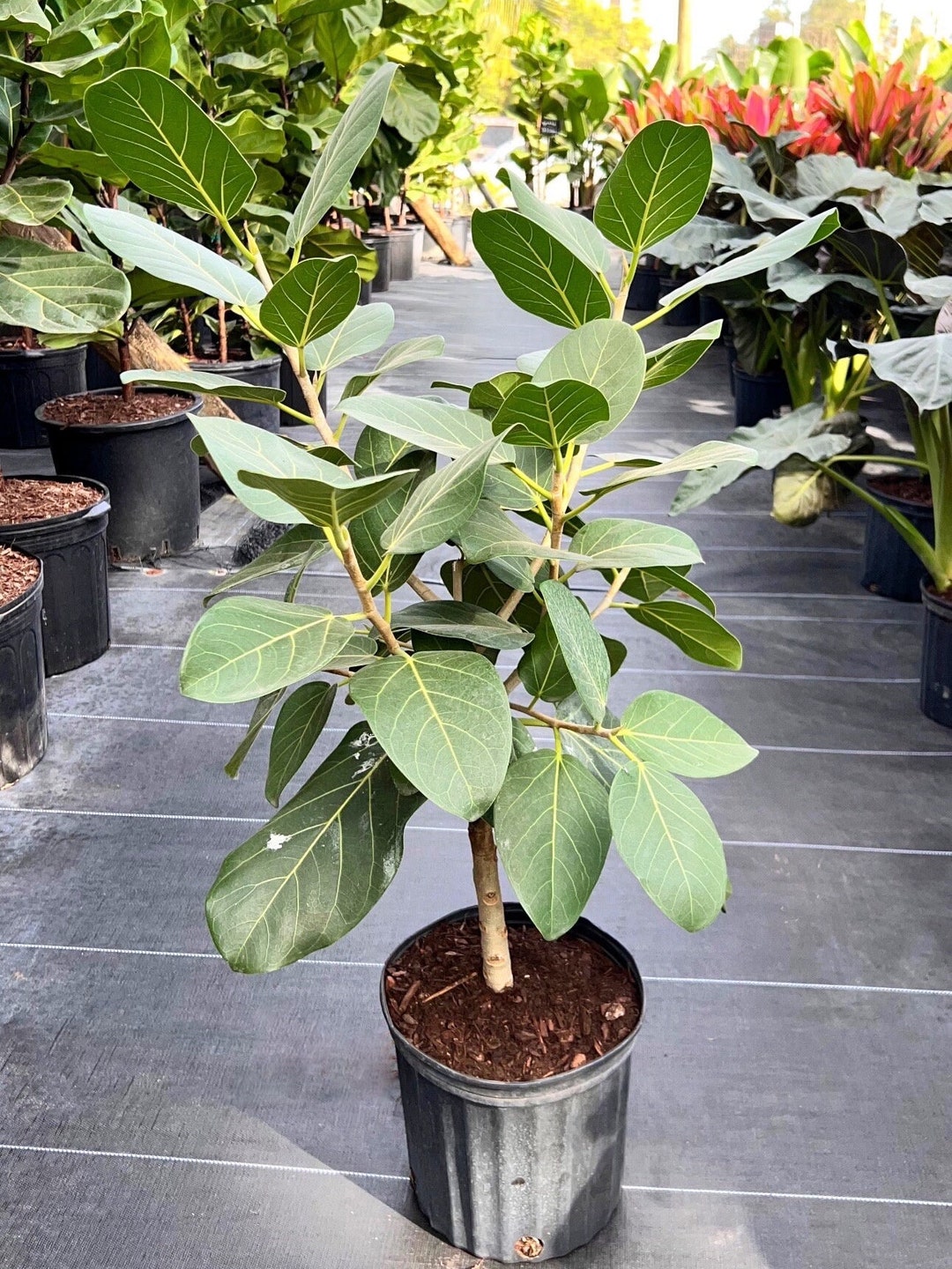 Ficus Audrey Standard Tree Form 4 Feet Overall Height 10 Grower Pot ...