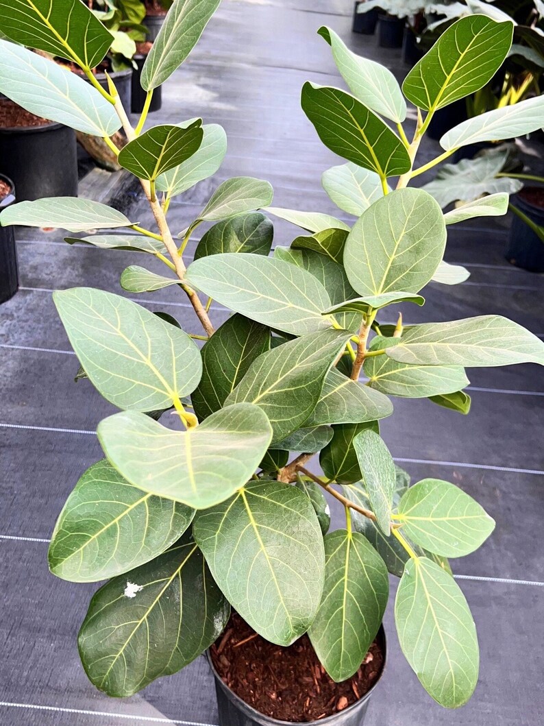 Ficus Audrey Standard Tree Form 4 Feet Overall Height 10 Grower Pot ...