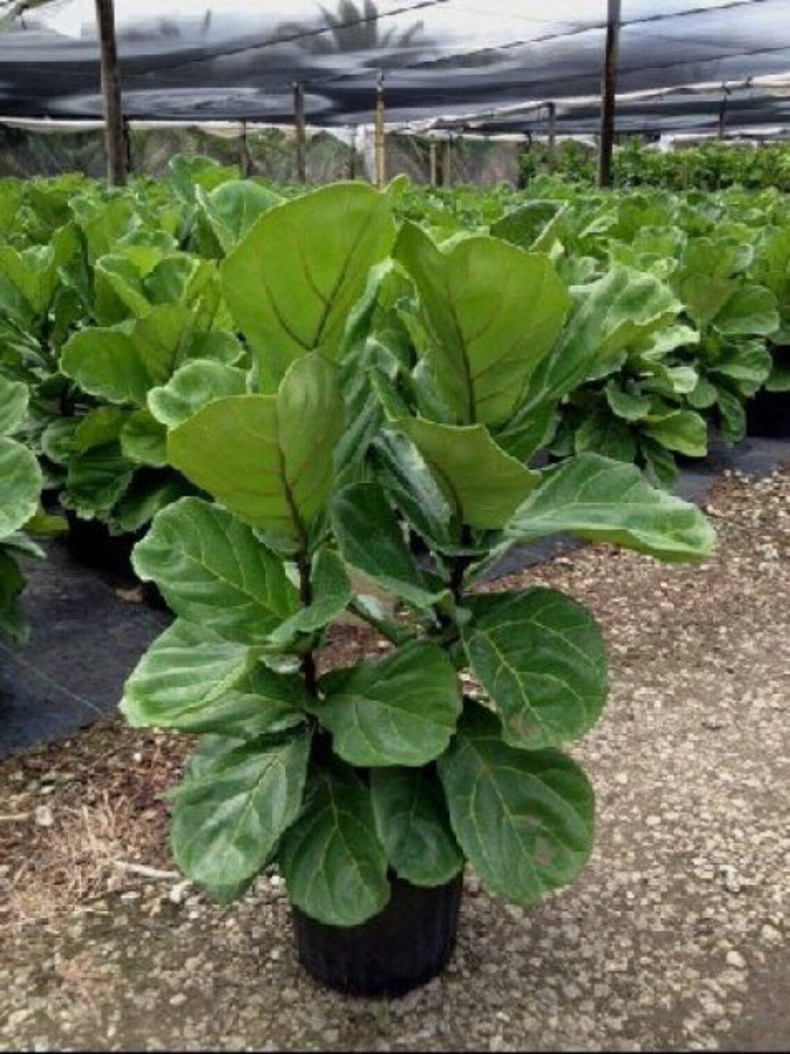 Ficus Lyrata Bush 5 Feet Tall 10 Grower Pot Included Modern Indoor Live ...