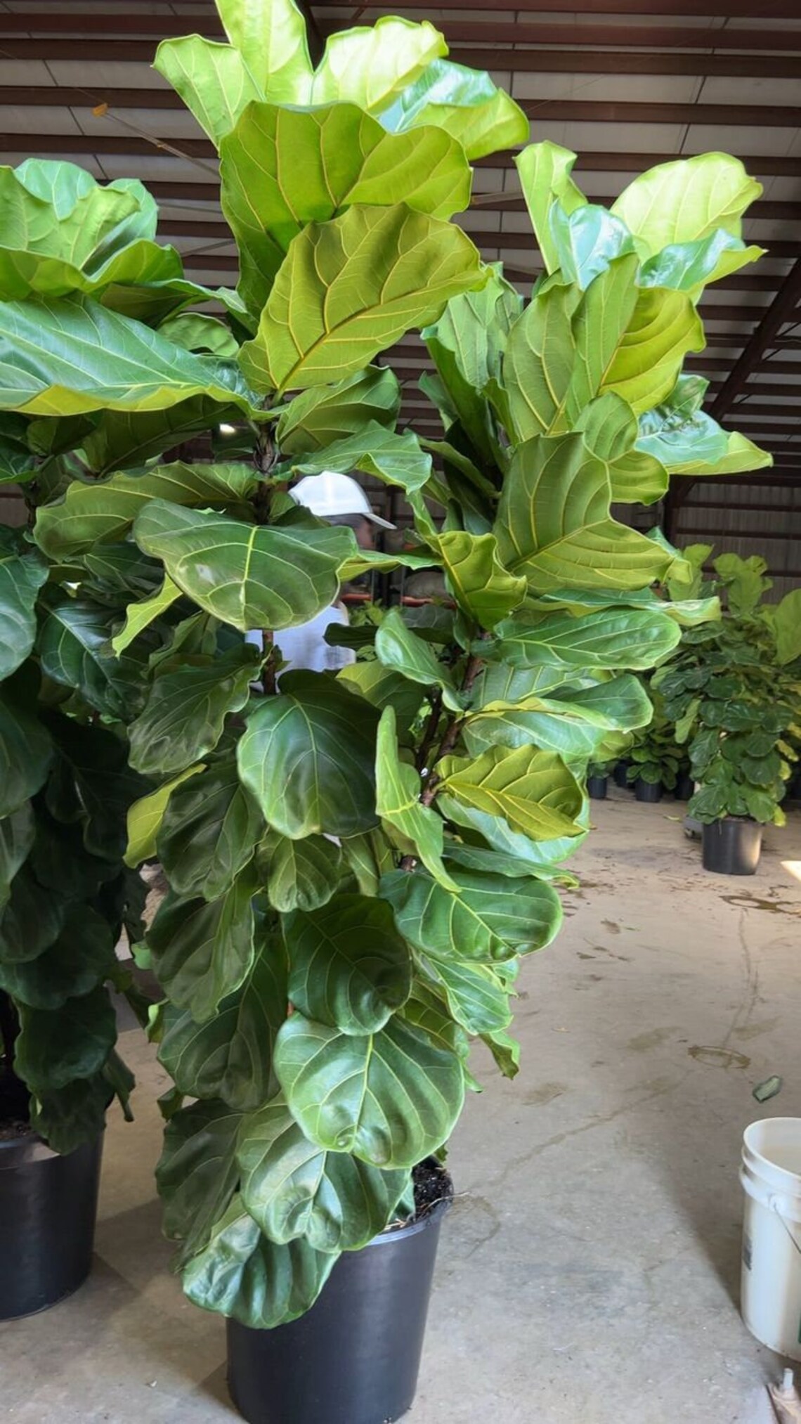 Ficus Lyrata Bush 5 Feet Tall 10 Grower Pot Included Modern Indoor Live ...