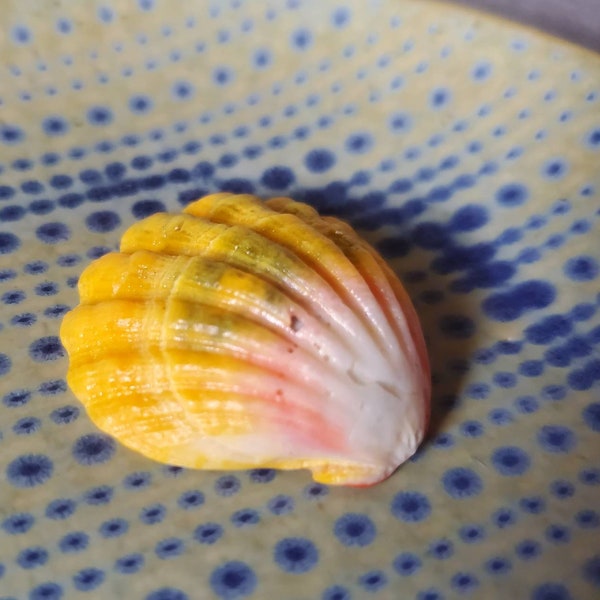 Large Sunrise Shell - Etsy