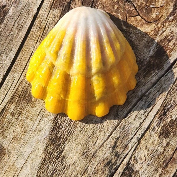 Large Sunrise Shell - Etsy