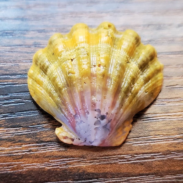 Large Sunrise Shell - Etsy