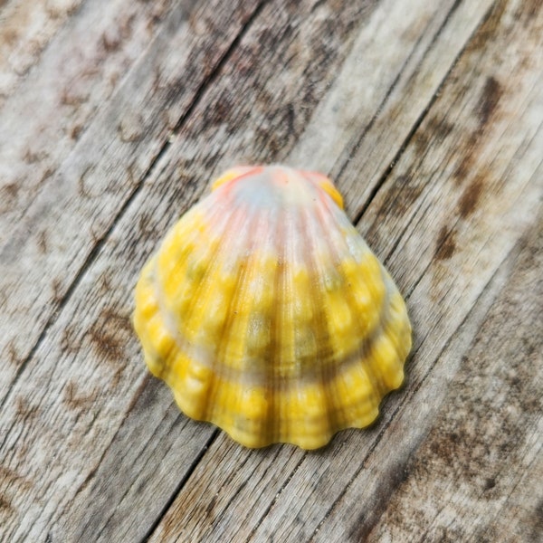 Large Sunrise Shell - Etsy