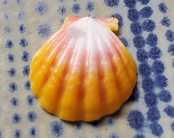Large Sunrise Shell - Etsy