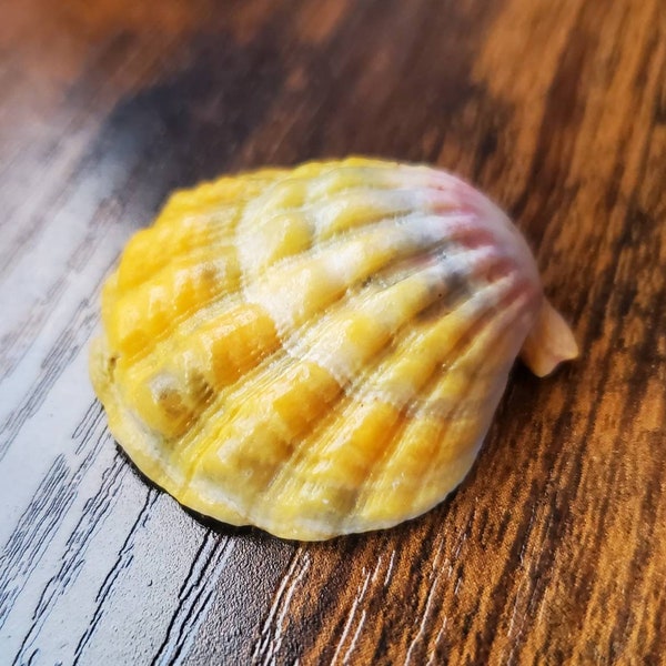 Large Sunrise Shell - Etsy