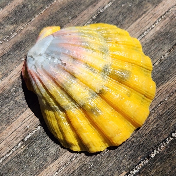 Large Sunrise Shell - Etsy