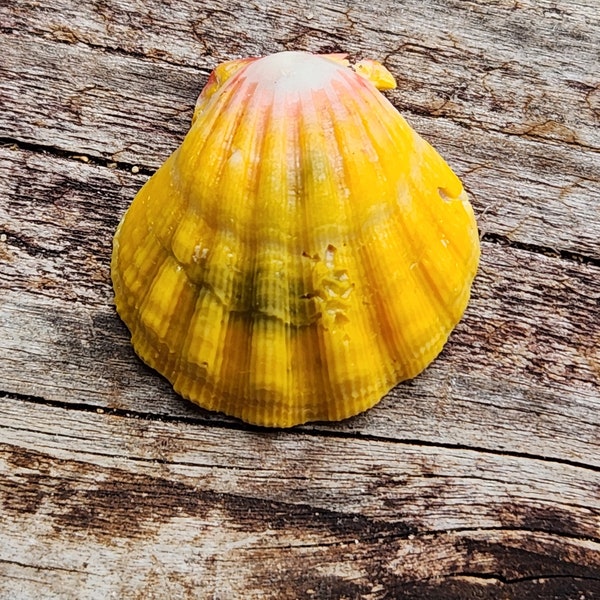 Large Sunrise Shell - Etsy