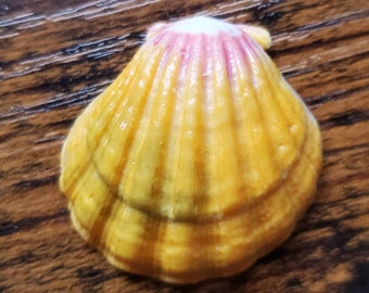 Large Sunrise Shell - Etsy