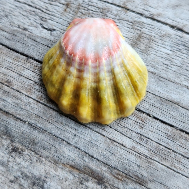 Sunrise Shell - Etsy