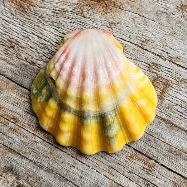 Large Sunrise Shell - Etsy