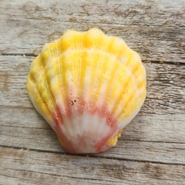 Sunrise Shell - Etsy