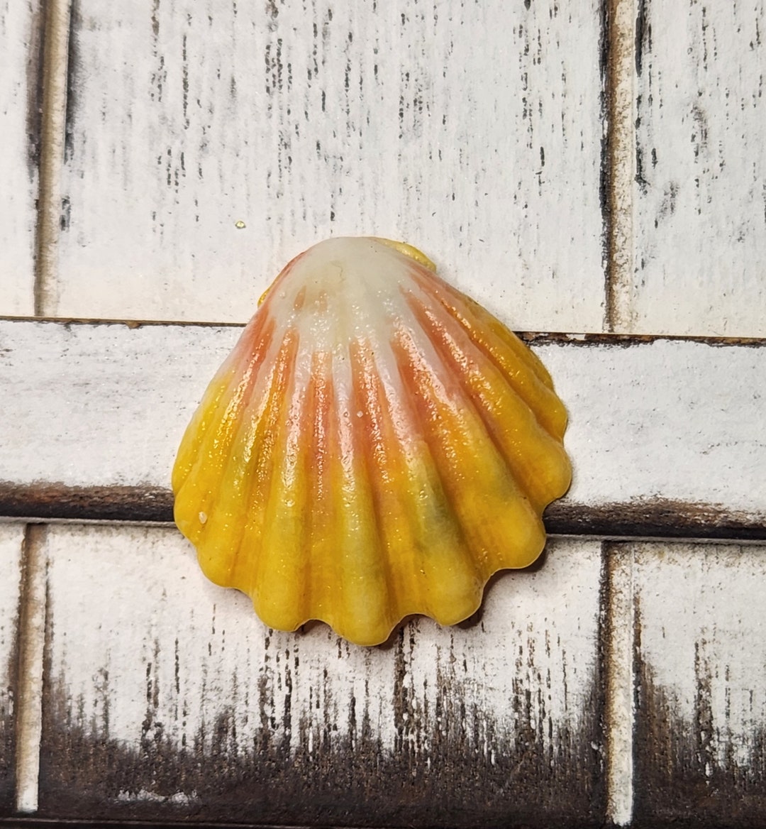 Hawaiian Sunrise Shell Seashell Scallop 627 - Etsy