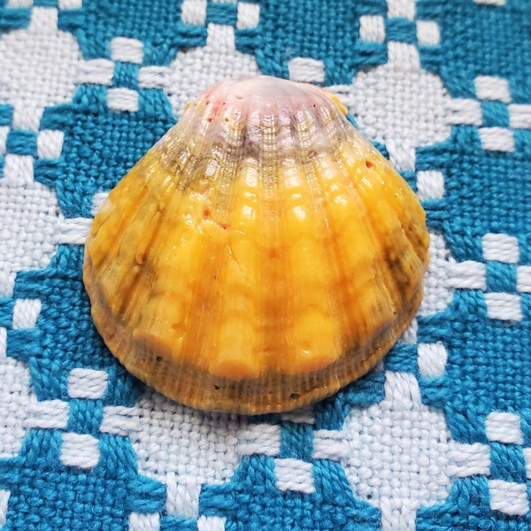 Large Sunrise Shell - Etsy