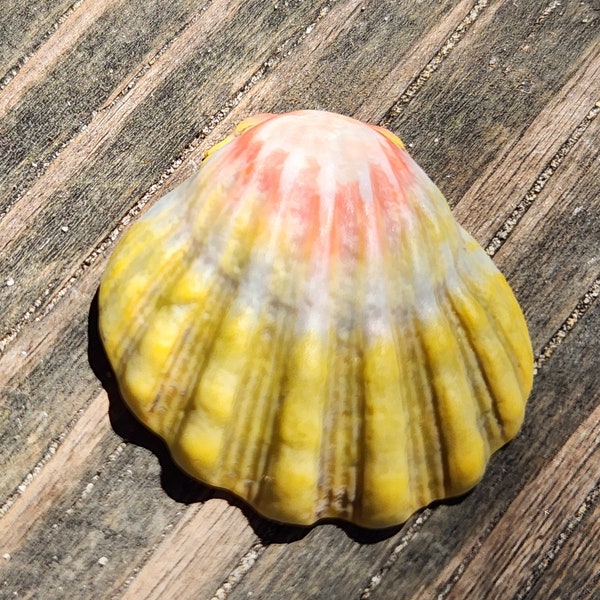 Large Sunrise Shell - Etsy