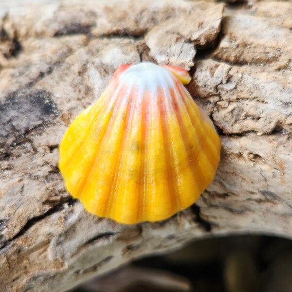 Large Sunrise Shell - Etsy