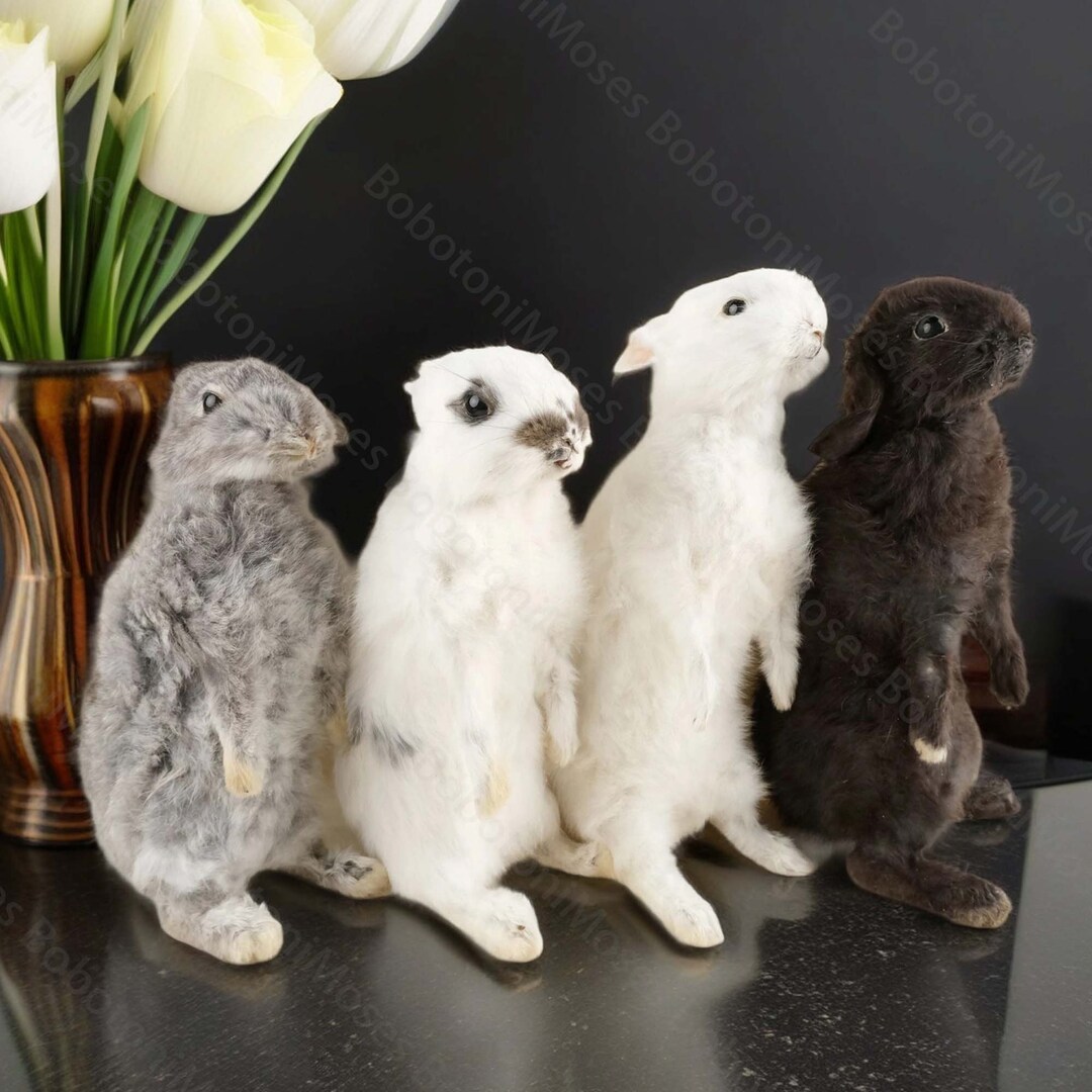 Rabbit Specimen,real Taxidermy Rabbit,science Education Home Decor ...
