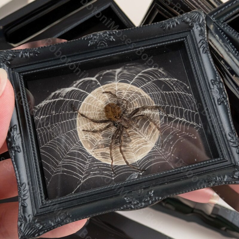 Nature Specimen - Etsy