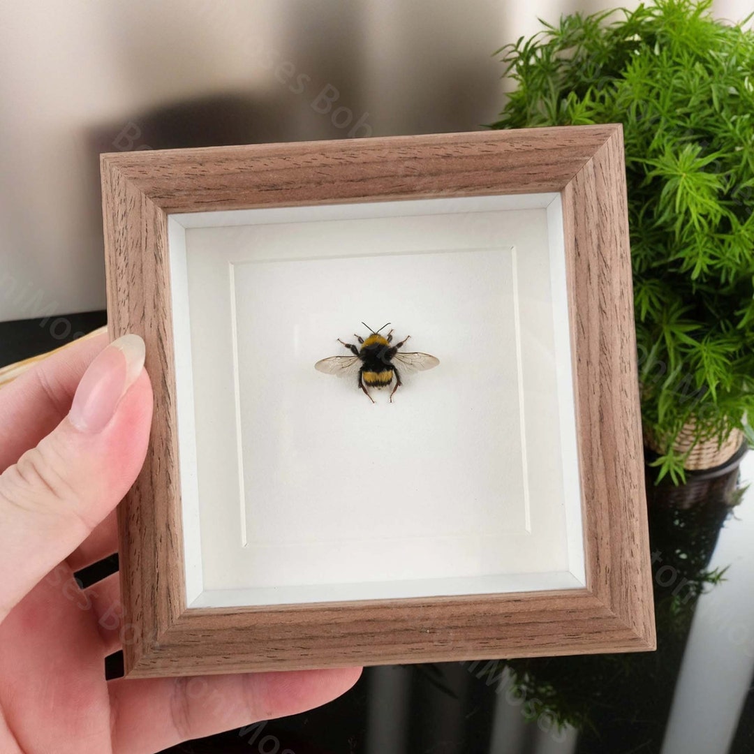 Bumblebee Taxidermy Frame,hand Made,insect Art,insects Wall Decor Curio ...