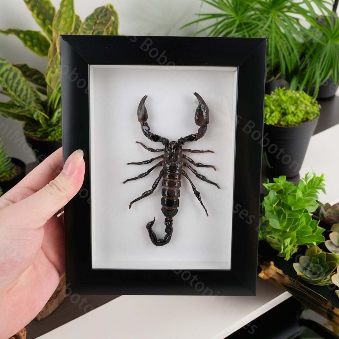 A Framed Scorpion,insect Frame Taxidermy Curiosities Wall Decor,framed ...