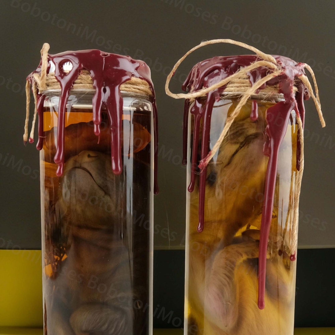 Cute Fox in A Exquisite Glass Jar,fox Specimen in Liquid,taxidermy Fox ...