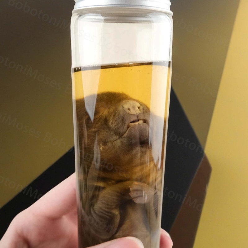 Fart in a Jar - Etsy
